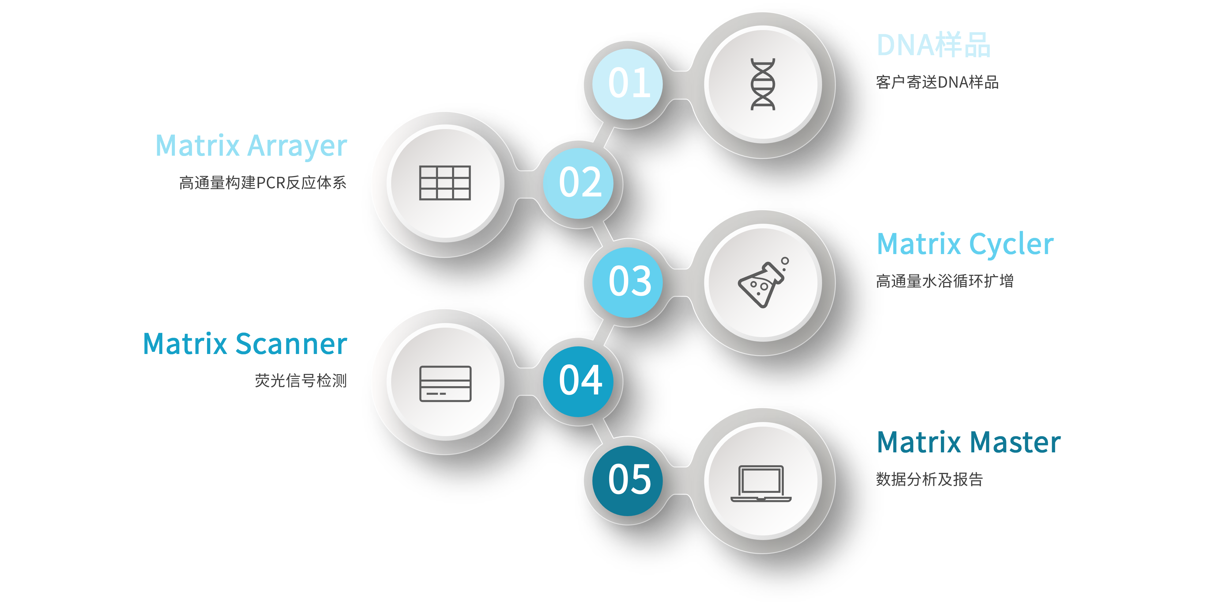 KASP基因分型检测 - 魔因生物